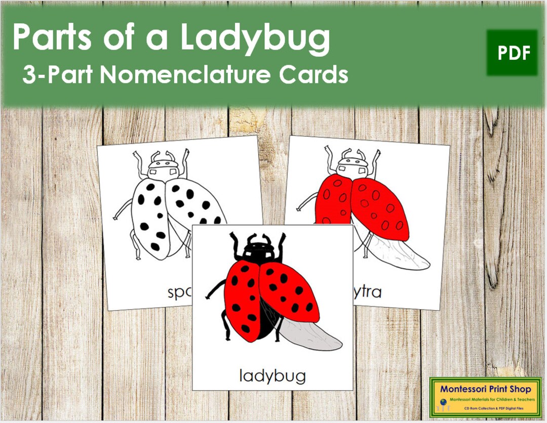 Parts of a Ladybug Nomenclature 3-part Cards Montessori - Etsy