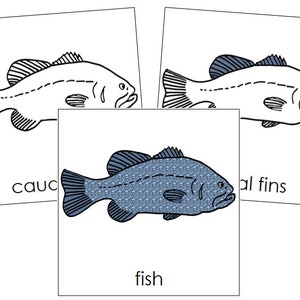 Parts of a Fish Nomenclature 3-part Cards & Blackline Master ...
