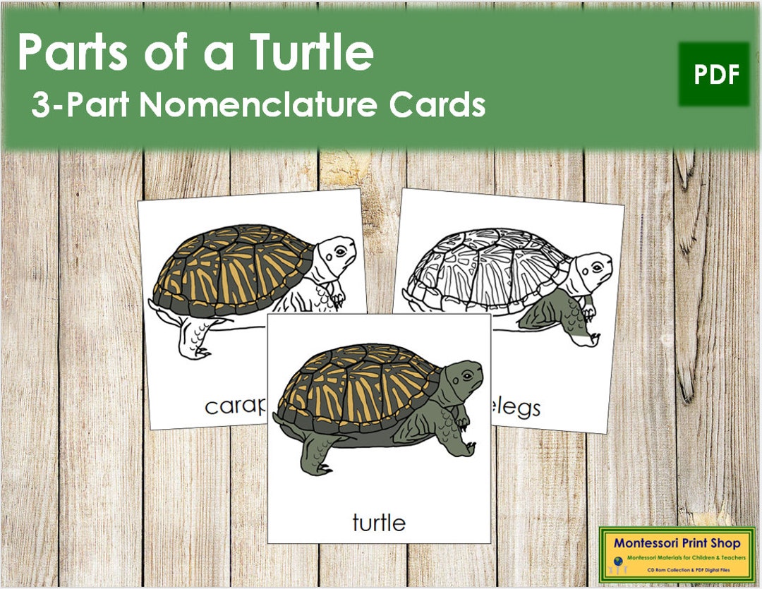 Parts of a Turtle Nomenclature 3-part Cards Montessori - Etsy