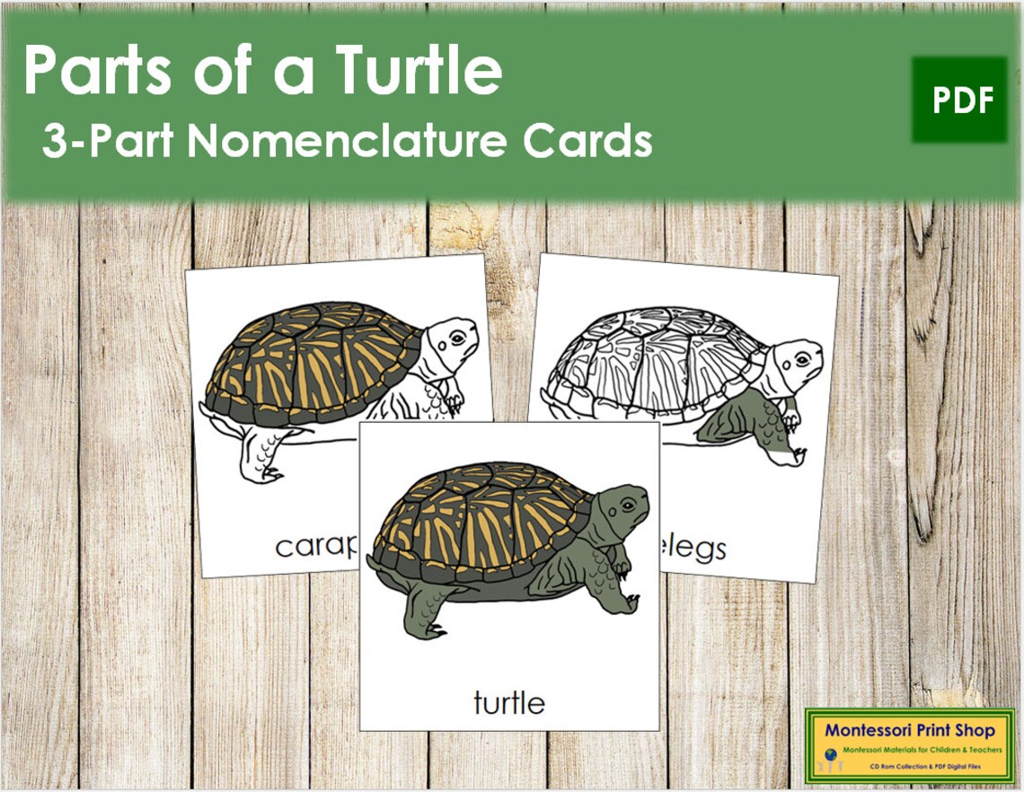 Parts of a Turtle Nomenclature 3-part Cards Montessori - Etsy
