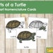 Parts of a Turtle Nomenclature 3-part Cards Montessori - Etsy Canada