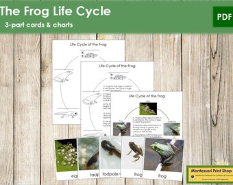 The Ladybug Life Cycle 3-part Cards & Charts Montessori | Etsy