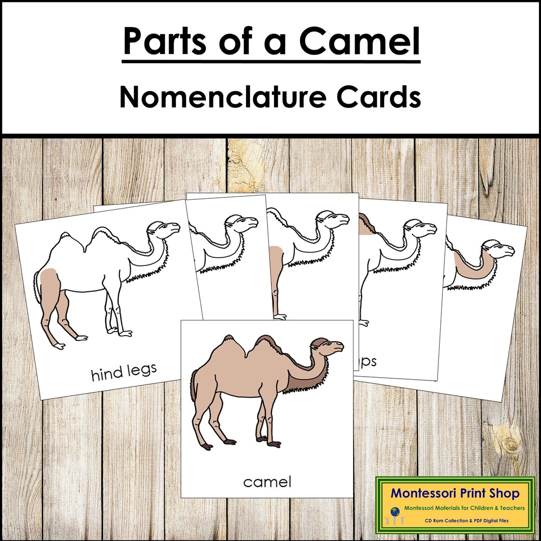 Parts of a Camel Nomenclature 3-part Cards & Blackline Master ...