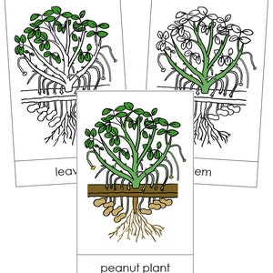 Parts of a Peanut Plant Nomenclature 3-part Cards - Botany - Printable ...