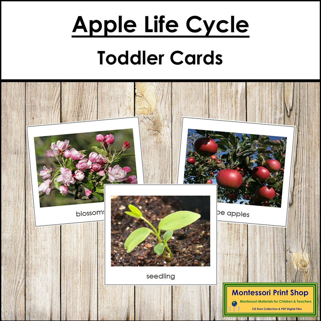 Apple Life Cycle Cards - Printable Toddler Montessori Nomenclature ...