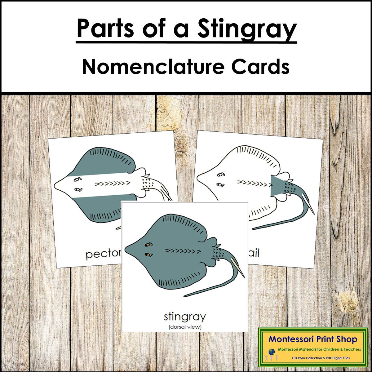Parts of a Stingray Nomenclature 3-part Cards Montessori - Etsy Canada