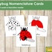 Parts of a Ladybug Nomenclature 3-part Cards Montessori | Etsy