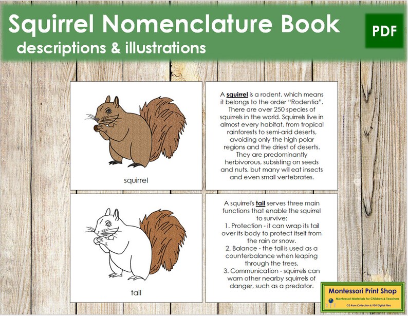 Parts of a Squirrel Nomenclature Book Zoology Printable - Etsy