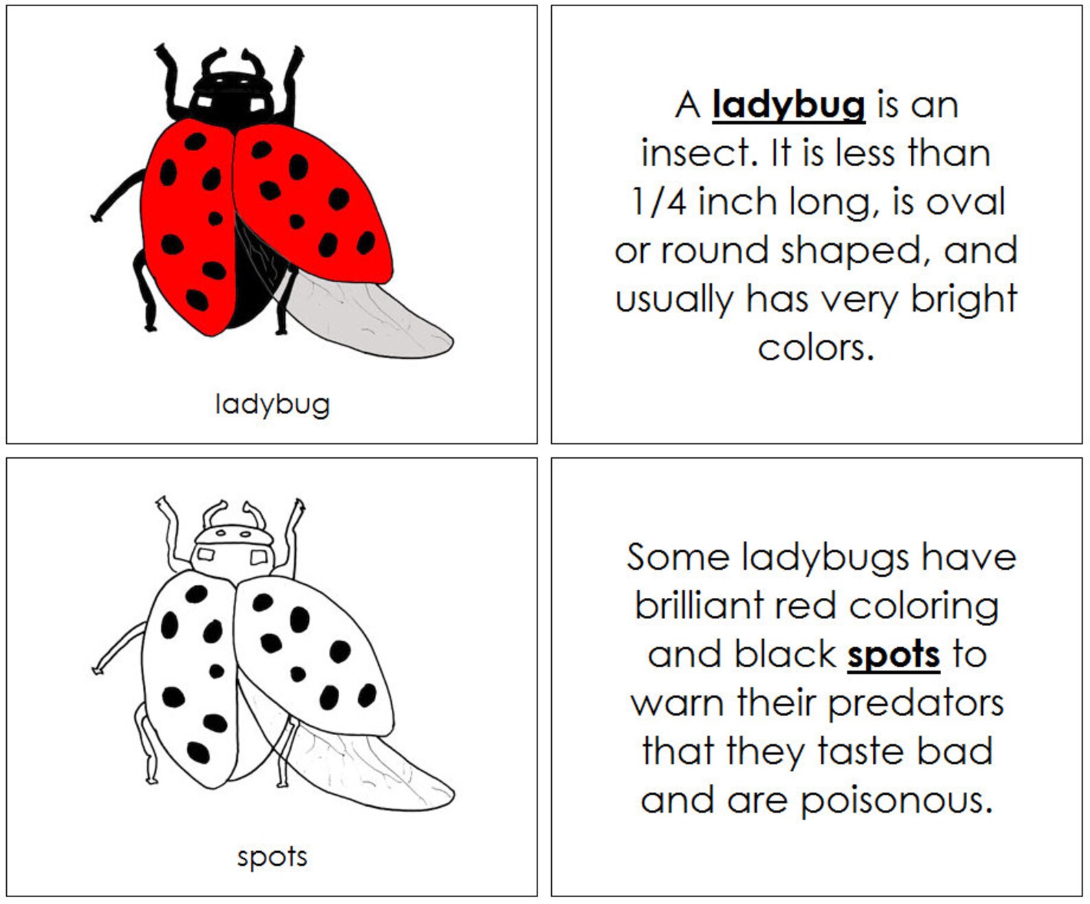 Parts of a Ladybug Nomenclature Book Montessori Zoology | Etsy Canada