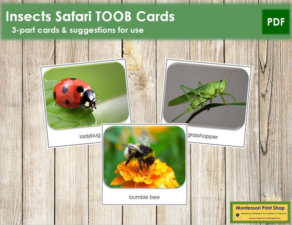 Insects Safari TOOB Cards Printable Montessori Cards - Etsy