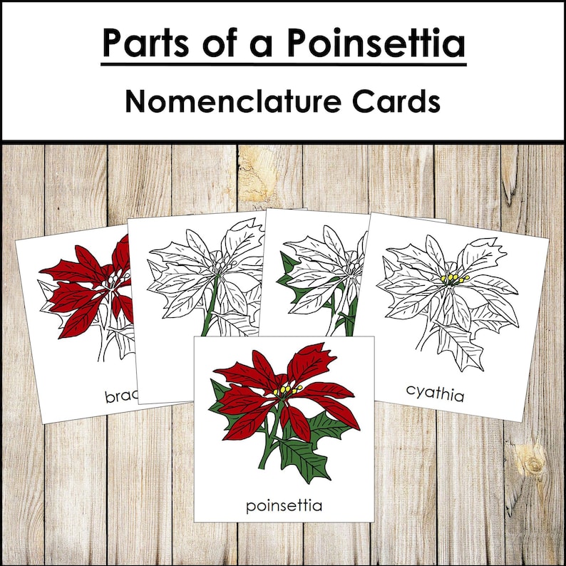Parts of a Poinsettia Nomenclature 3-part Cards & Blackline Master ...