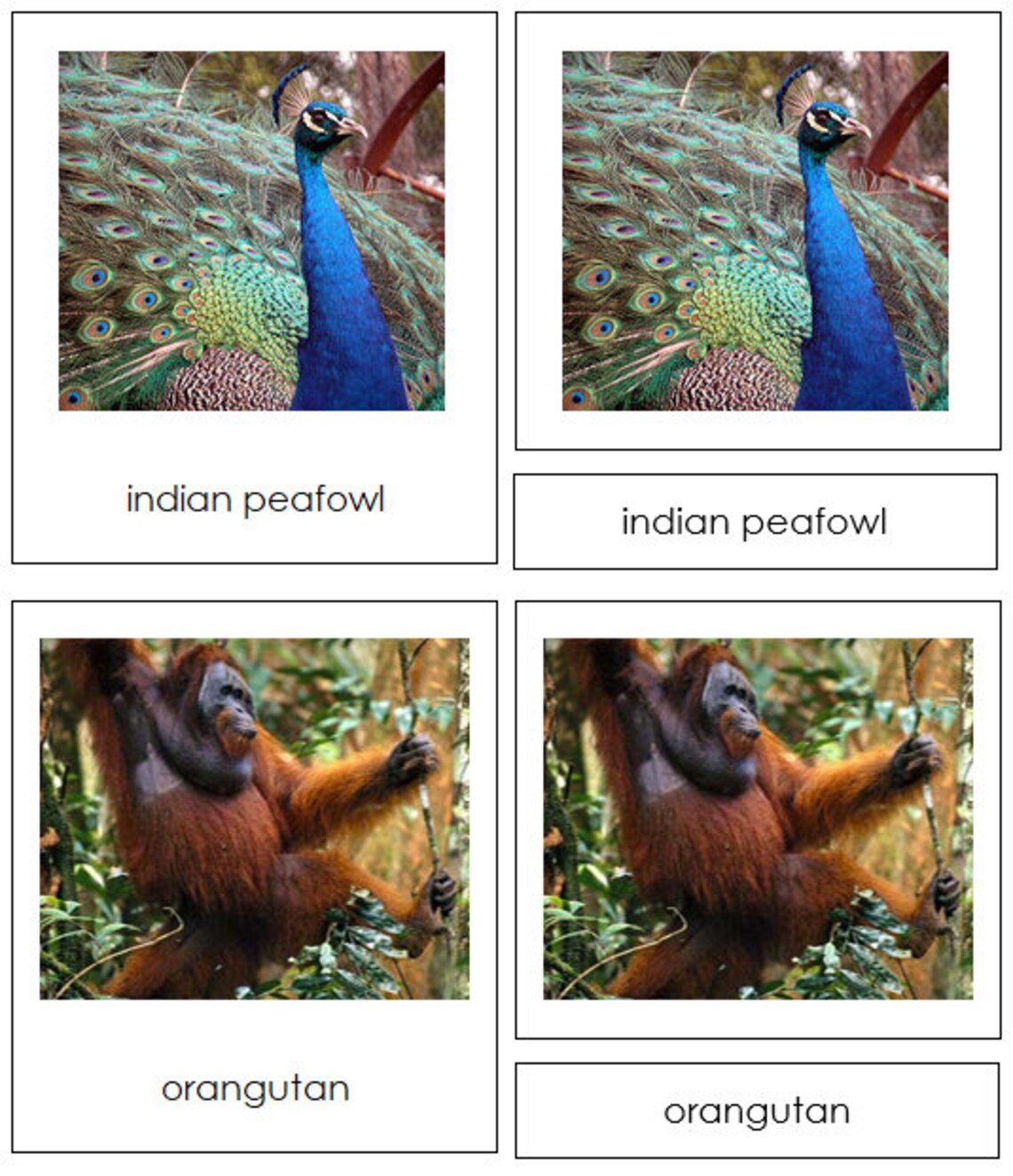 Animals of Asia Montessori Continent Cards Geography | Etsy