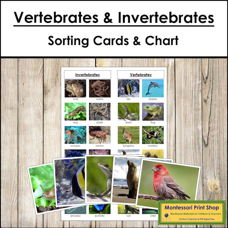Vertebrates and Invertebrates Sorting Cards & Chart - Montessori ...