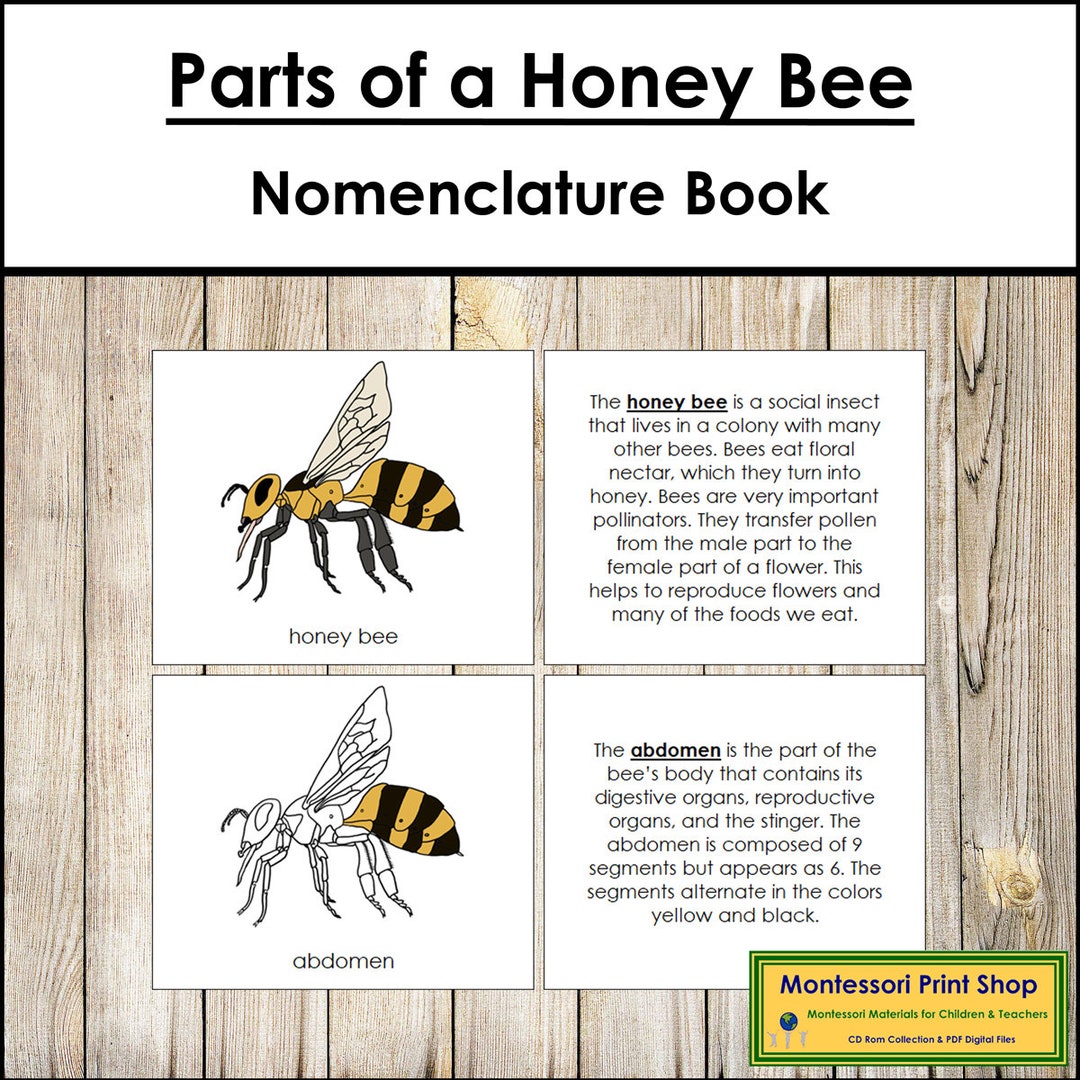 Parts of a Honey Bee Nomenclature Book - Montessori Zoology - Printable ...