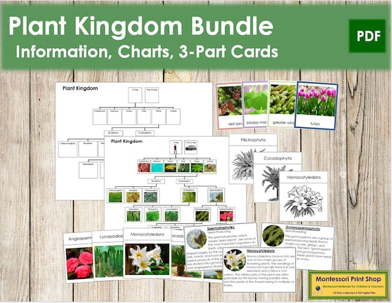 Plant Kingdom Chart