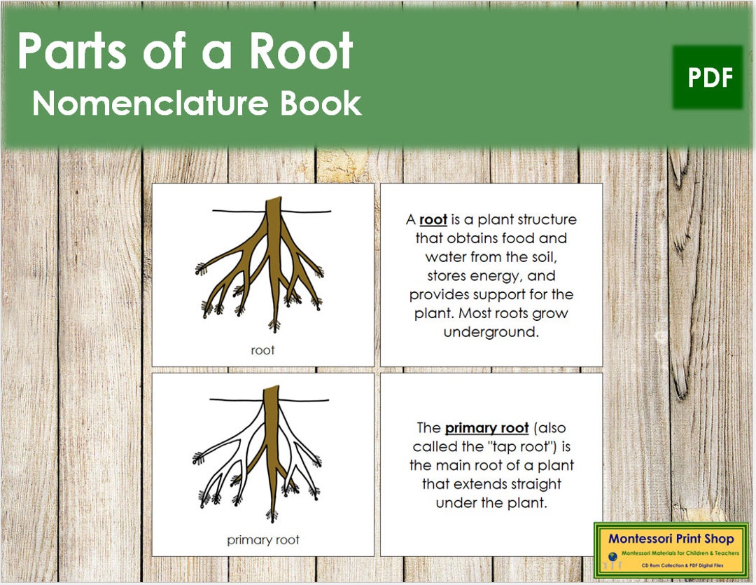 Parts of a Root Nomenclature Book Montessori Botany - Etsy Canada