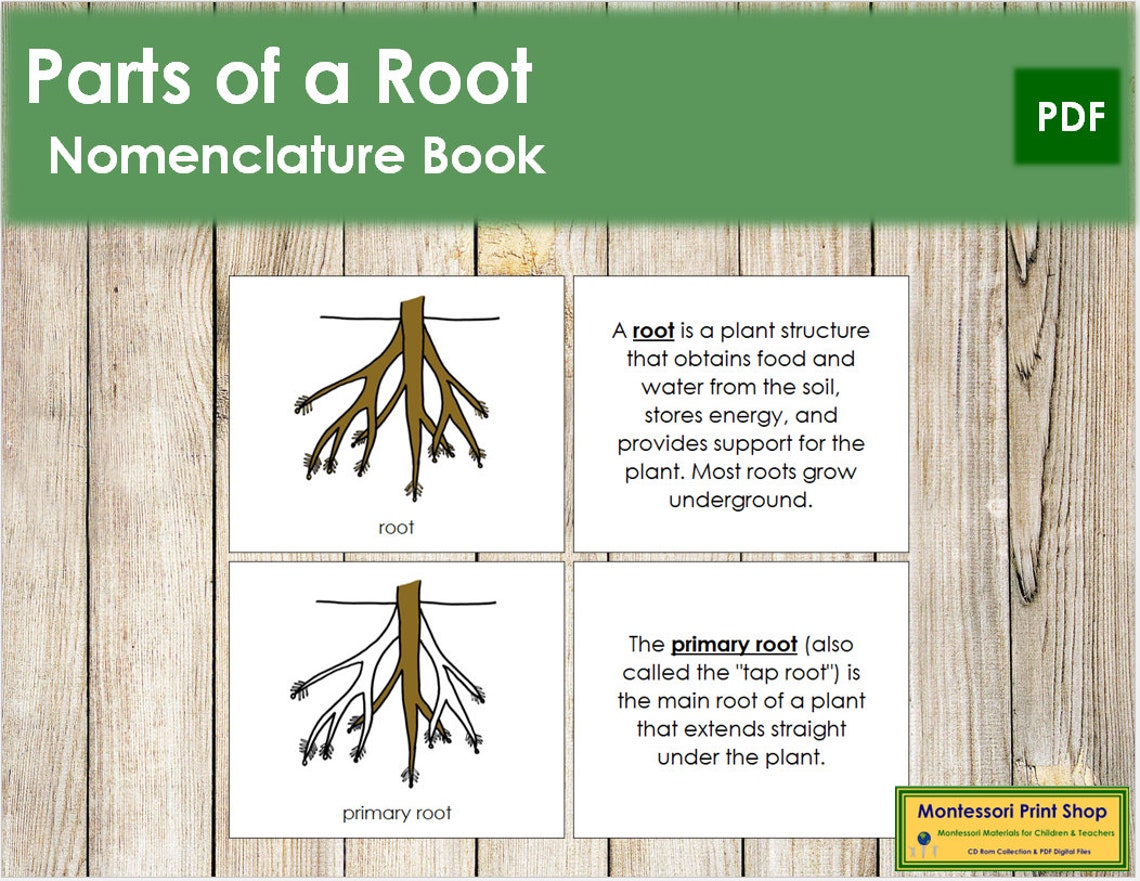 Parts of a Root Nomenclature Book Montessori Botany - Etsy Canada
