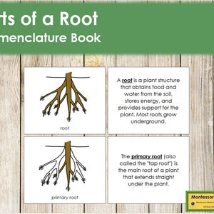 Parts of a Root Nomenclature Book Montessori Botany - Etsy Canada