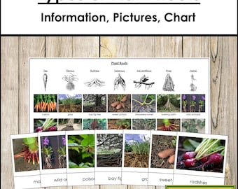 Montessori Types of Leaves Nomenclature Cards - Etsy