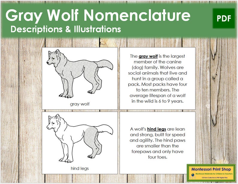 Parts of a Gray Wolf Nomenclature Book Montessori Zoology - Etsy
