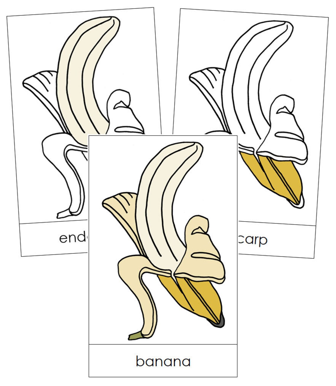 Parts of a Banana Nomenclature 3-part Cards Montessori - Etsy