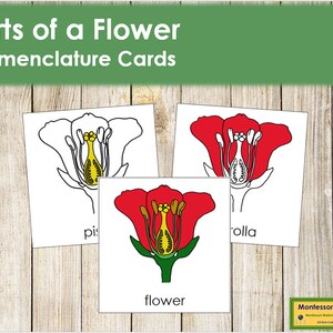 Parts of a Flower Nomenclature 3-part Cards Montessori - Etsy