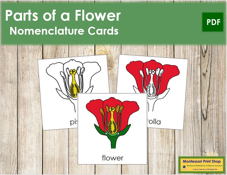 Parts of a Flower Nomenclature 3-part Cards Montessori - Etsy