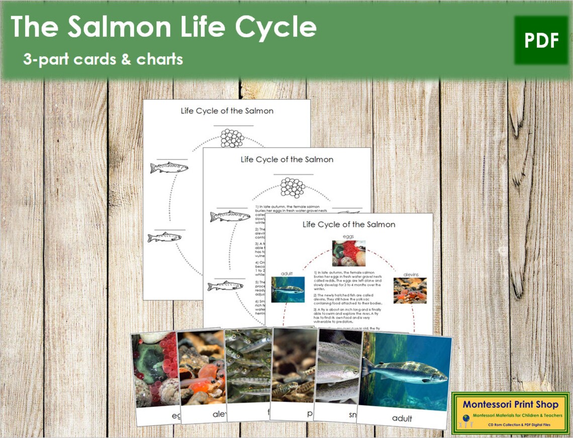 The Salmon Life Cycle 3-part Cards & Charts Montessori | Etsy