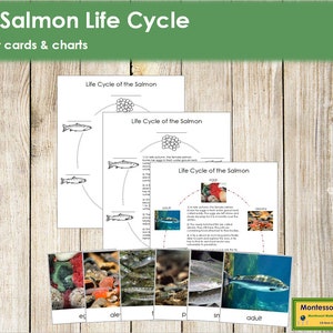 The Salmon Life Cycle 3-part Cards & Charts Montessori | Etsy