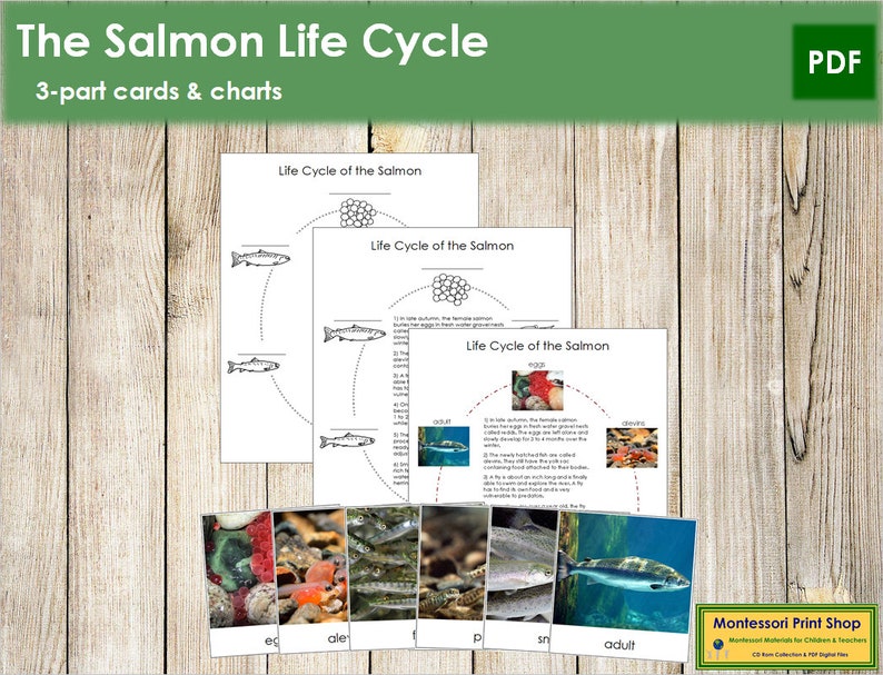 The Salmon Life Cycle 3-part Cards & Charts Montessori | Etsy