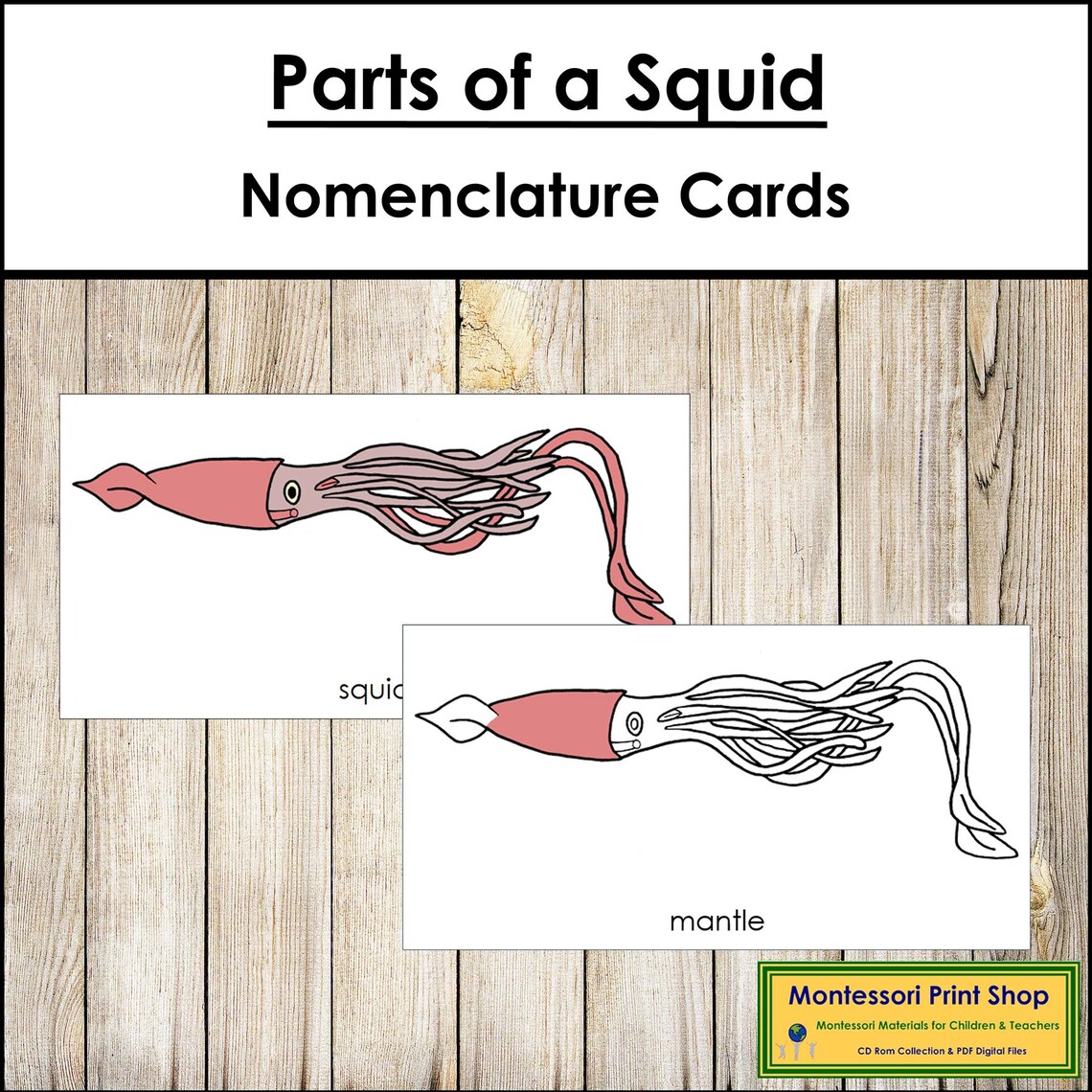Parts of a Squid Nomenclature 3-part Cards & Blackline Master ...