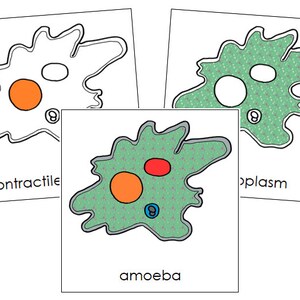 Parts of an Amoeba Nomenclature 3-part Cards - Science - Printable ...