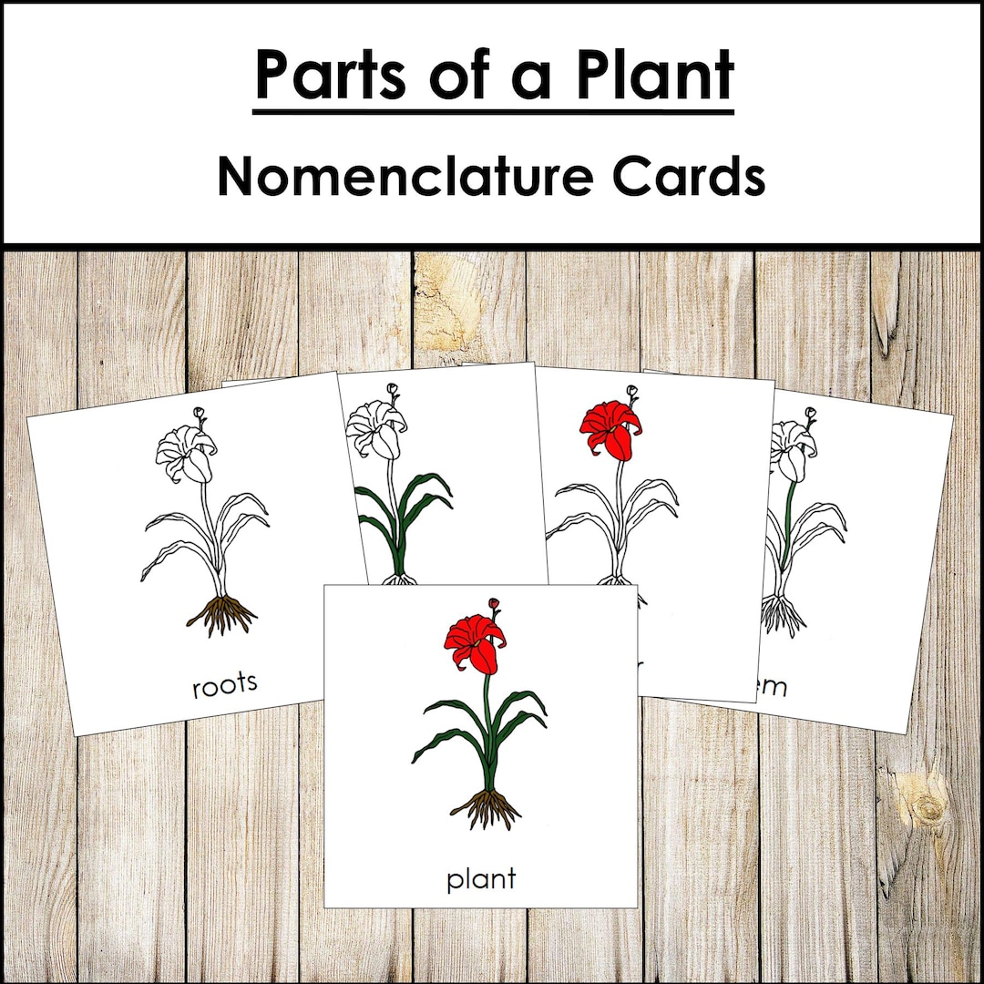 Parts of a Plant Nomenclature 3-part Cards & Blackline Master ...