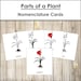 Parts of a Plant Nomenclature 3-part Cards & Blackline Master ...