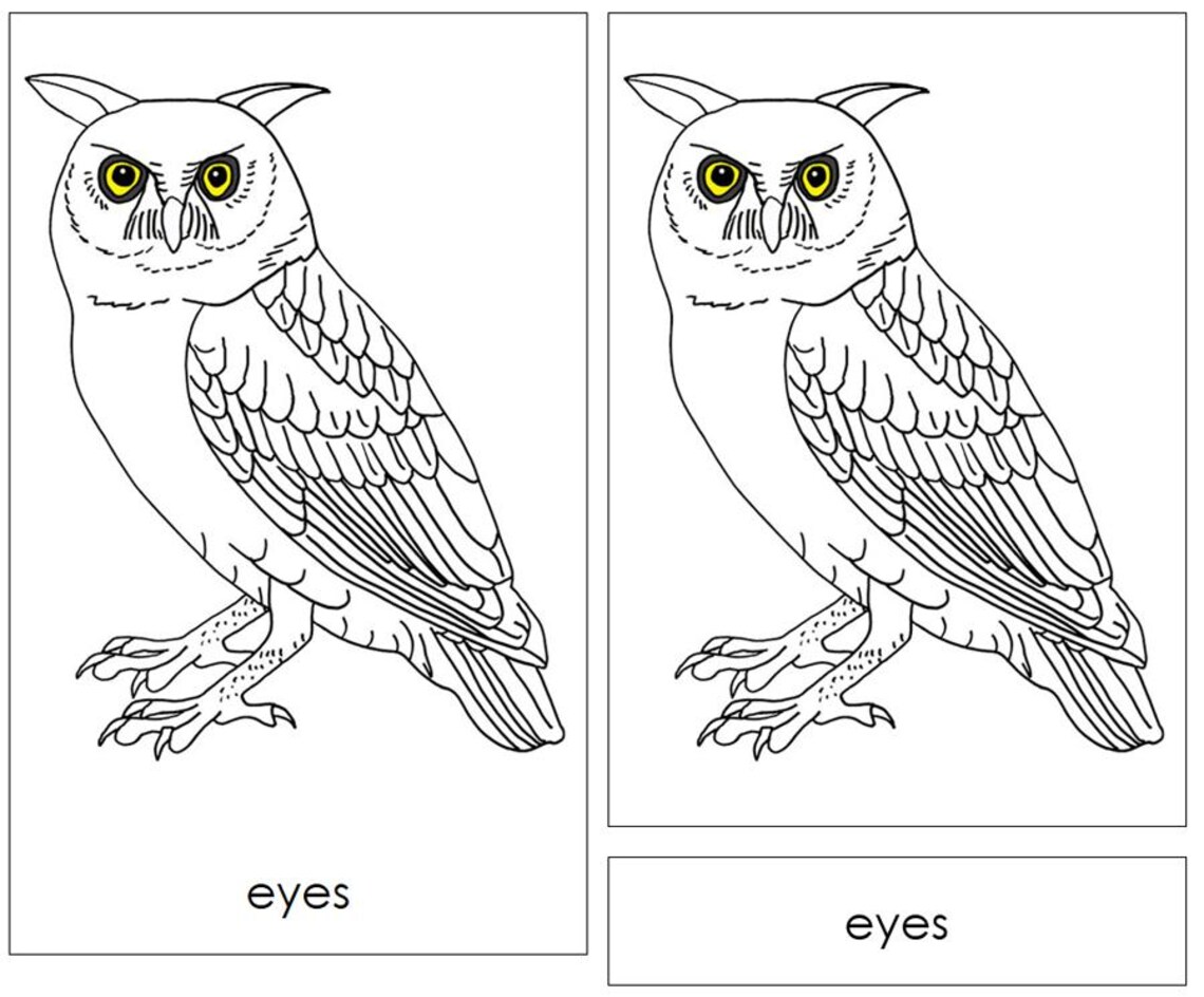 Parts of an Owl Nomenclature 3-part Cards & Blackline Master ...