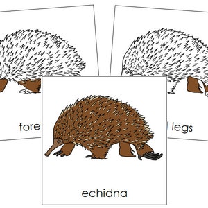 Parts of an Echidna Nomenclature 3-part Cards - Montessori Zoology ...