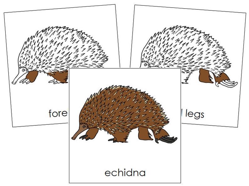 Parts of an Echidna Nomenclature 3-part Cards Montessori - Etsy Canada