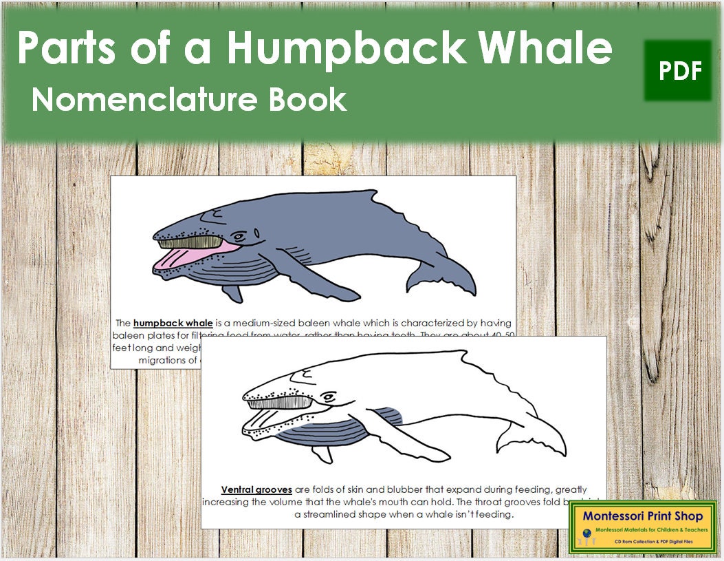 Parts of a Humpback Whale Nomenclature Book Montessori - Etsy Canada