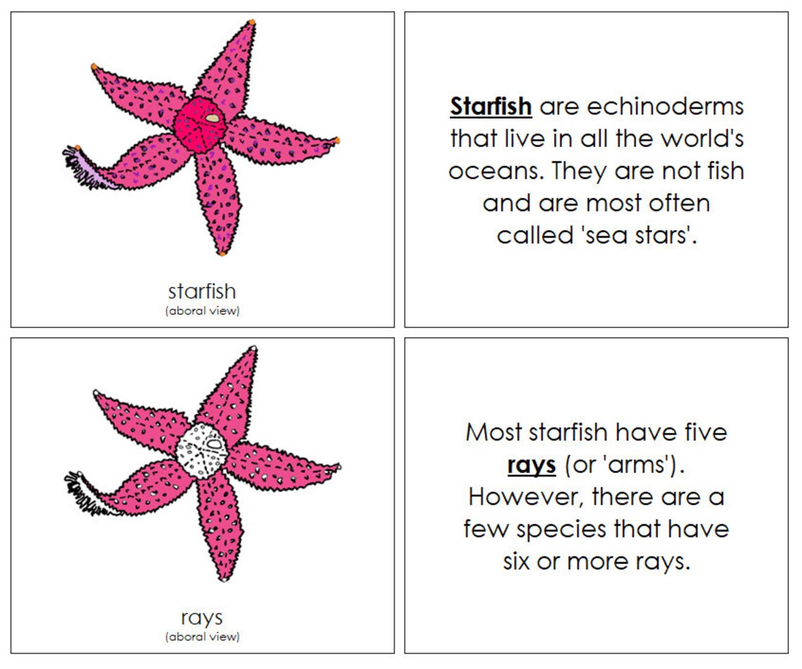 Parts of a Starfish Nomenclature Book Zoology Printable - Etsy