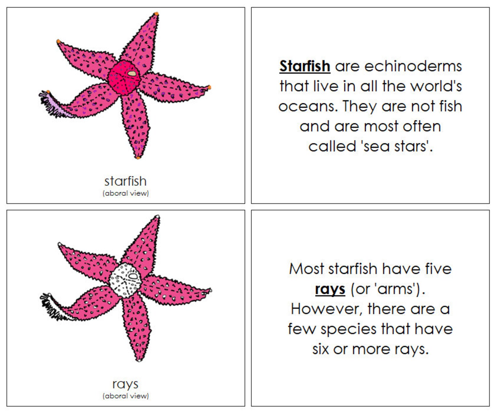Parts of a Starfish Nomenclature Book Zoology Printable - Etsy