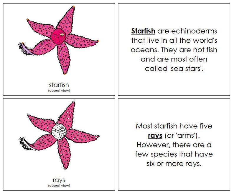 Parts of a Starfish Nomenclature Book Zoology Printable - Etsy
