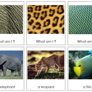 Animals and Their Skin Matching Cards - Zoology - Printable Montessori ...