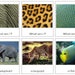 Animals and Their Skin Matching Cards Zoology Printable - Etsy
