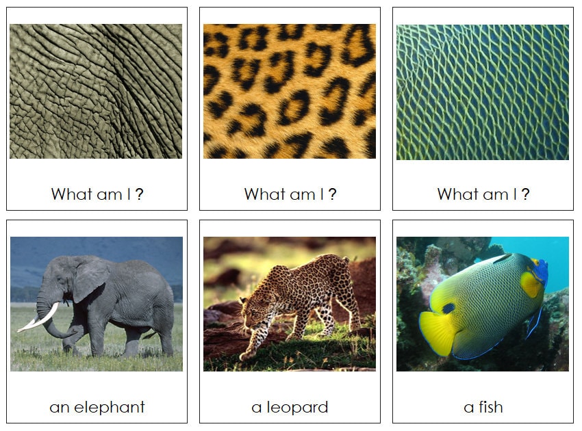 Animals and Their Skin Matching Cards Zoology Printable - Etsy