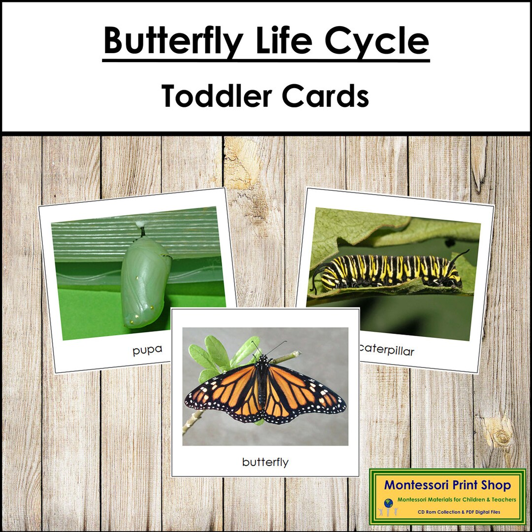 Butterfly Life Cycle Cards - Printable Toddler Montessori Materials ...
