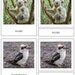 Australia/oceania Continent Bundle - Montessori Continent Cards ...