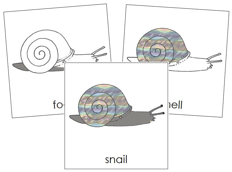 Parts of a Snail Nomenclature 3-part Cards Montessori - Etsy Canada