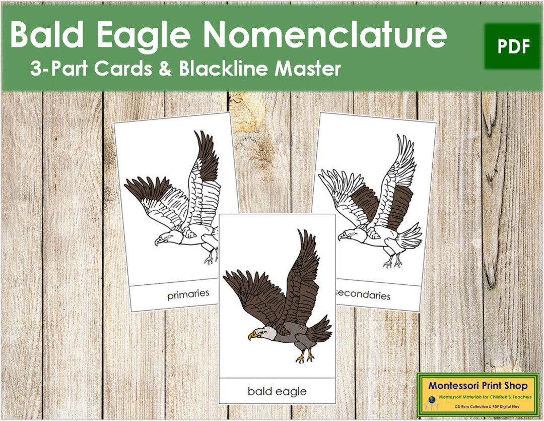 Parts of a Bald Eagle Nomenclature 3-part Cards Montessori - Etsy