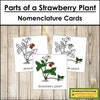 Parts of a Stem Nomenclature Book Montessori Botany Printable ...