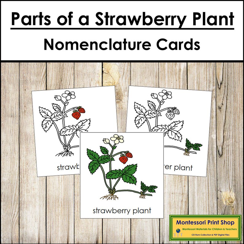 Parts of a Strawberry Plant Nomenclature 3-part Cards Montessori Botany ...